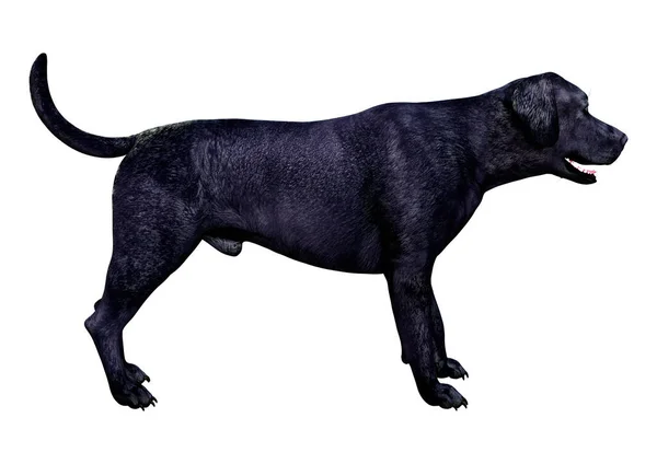 Black man dog Stock Photos, Royalty Free Black man dog Images ...