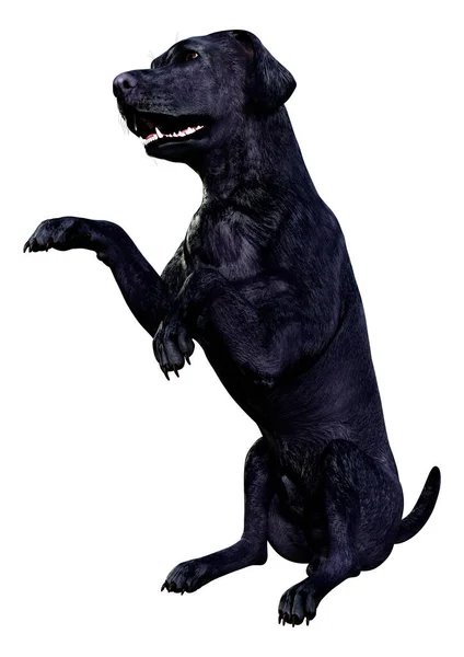 Angry black dog Stock Photos, Royalty Free Angry black dog Images ...