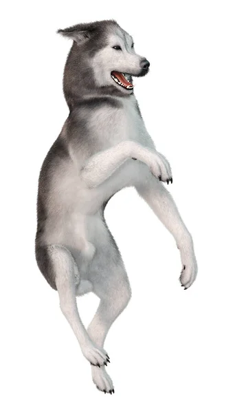 Movimiento perro Stock Photos, Royalty Free Movimiento perro Images ...