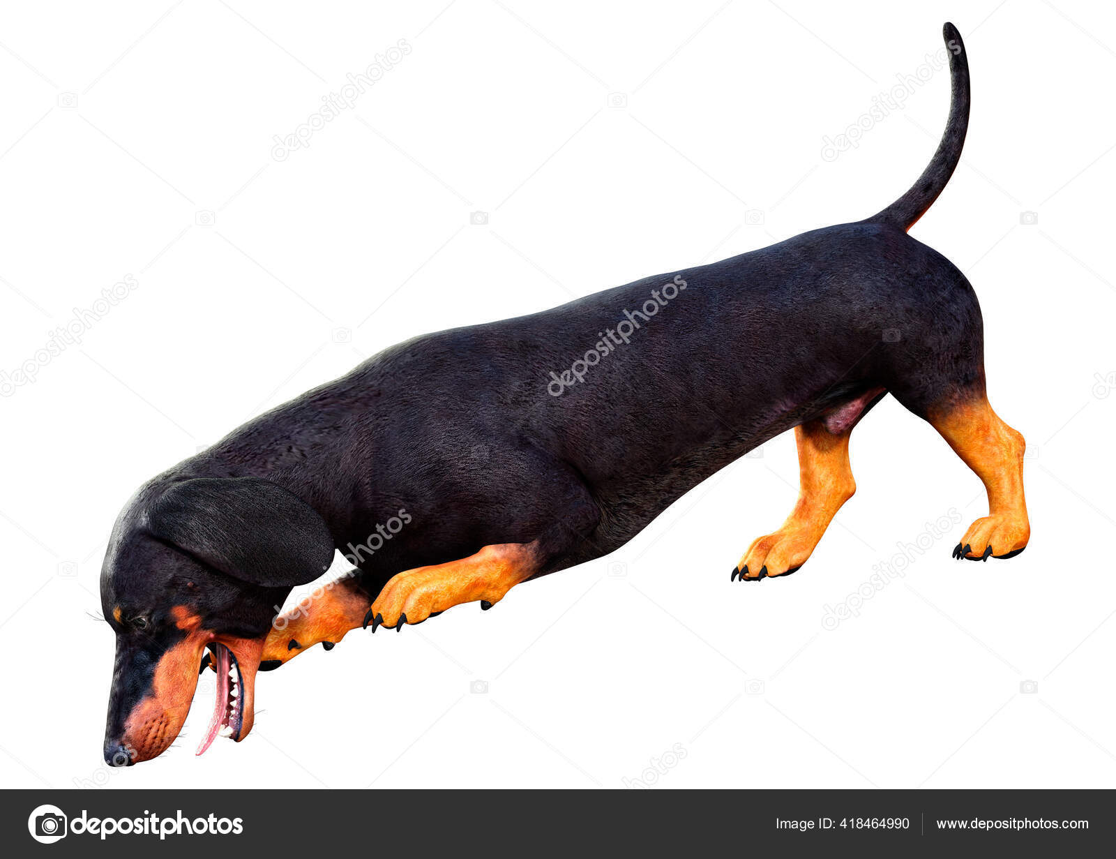 Representación Perro Salchicha Tejón Aislado Sobre Fondo Blanco — Foto ...