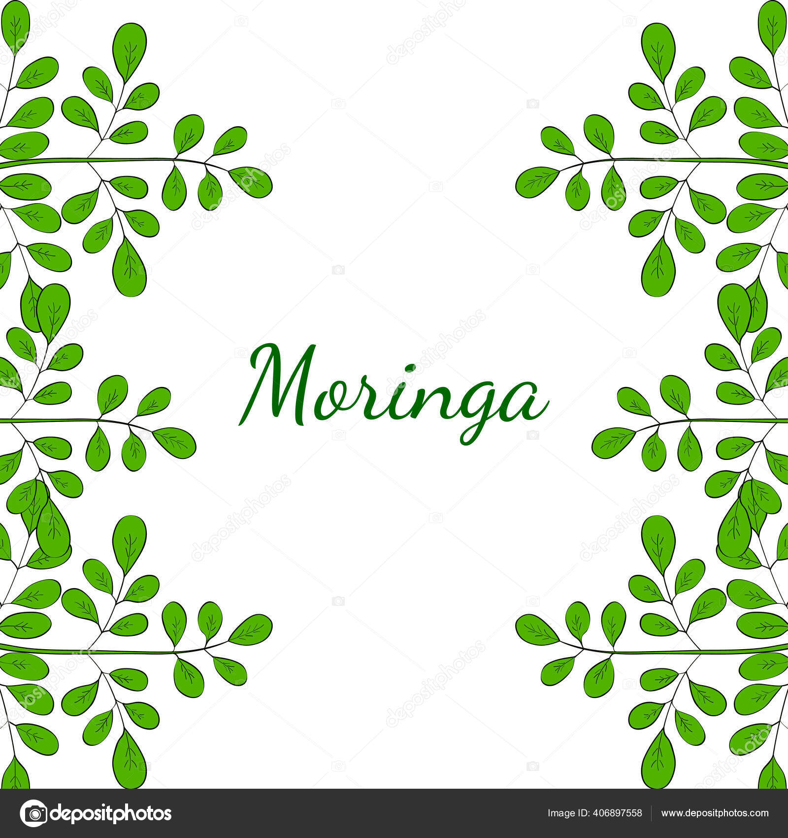 Moringa Oleifera Border Color Stock Vector by ©rosad 406897558