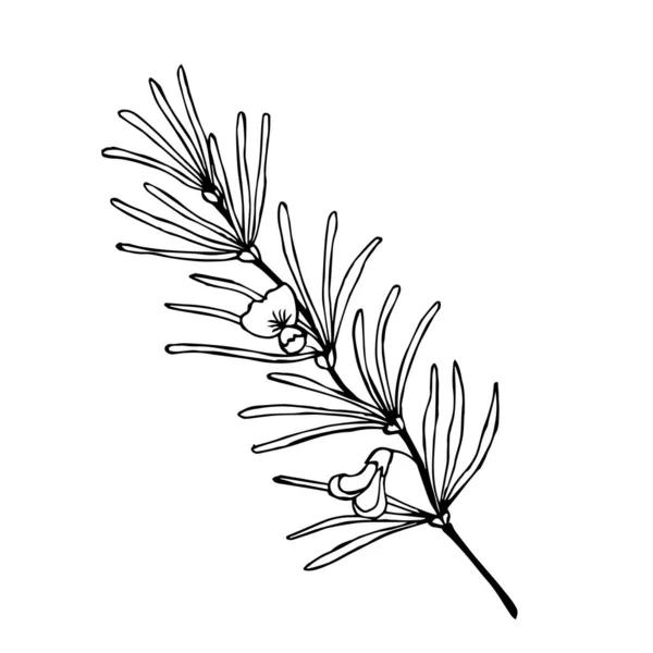 Rooibosch Vector Art Stock Images | Depositphotos