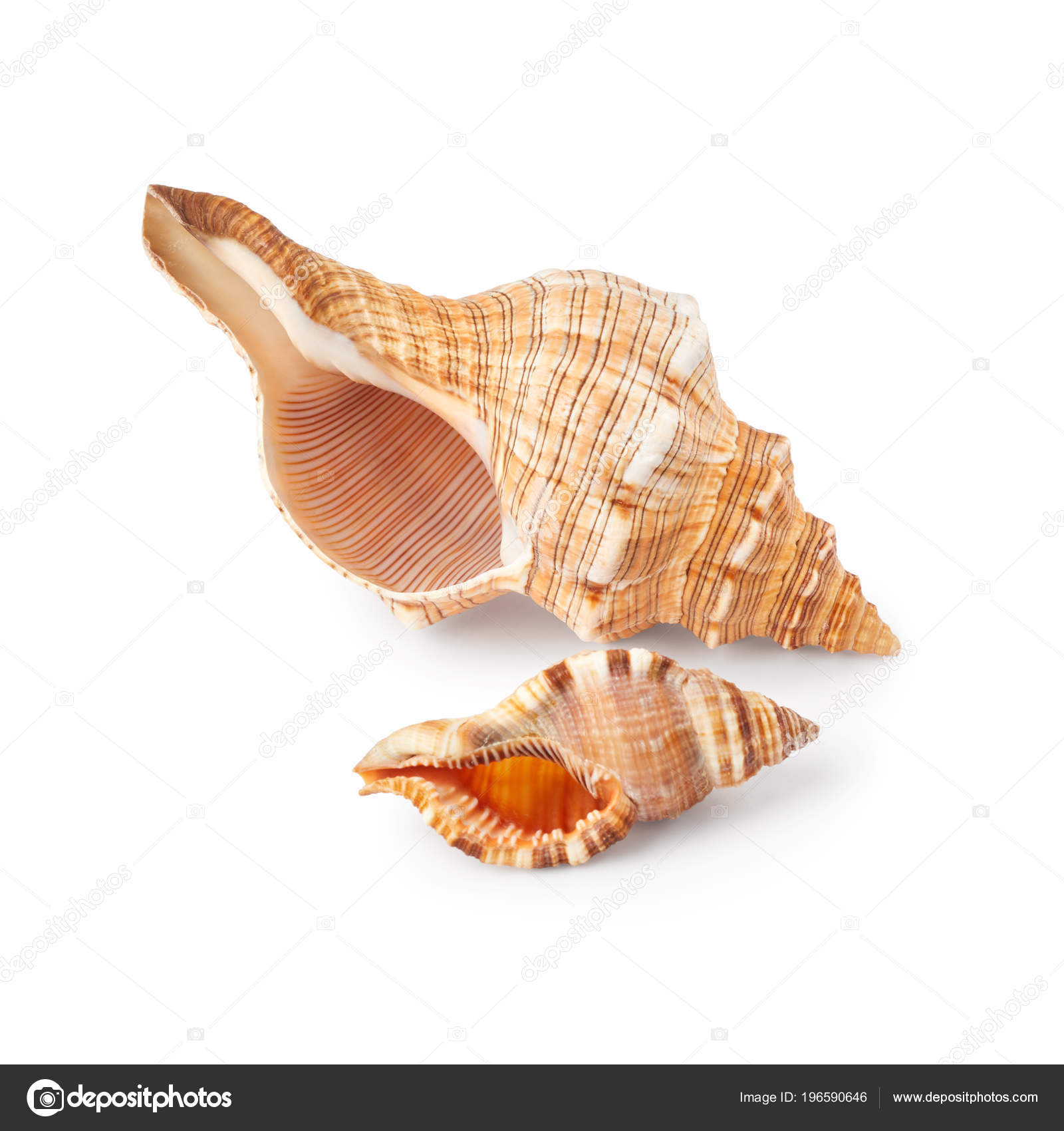Seashells Isolated White Background Stock Photo by ©Nik_Merkulov 196590646