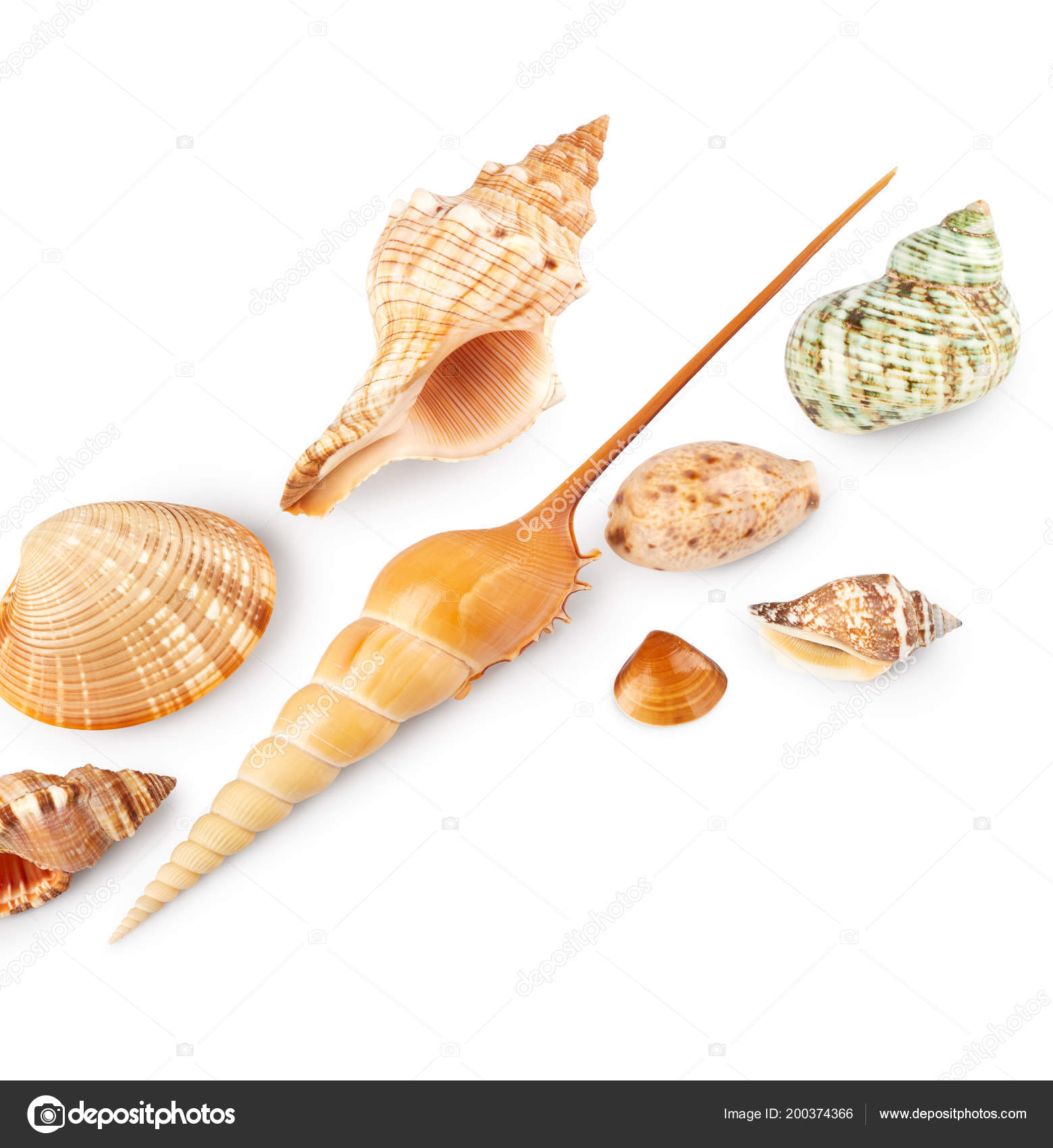 Seashells Isolated White Background Stock Photo by ©Nik_Merkulov 200374366