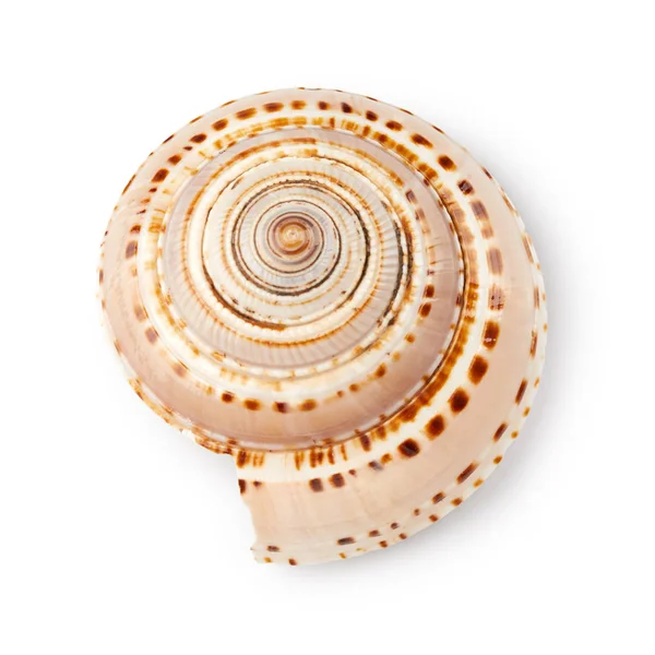 Shell helix eco Stock Photos, Royalty Free Shell helix eco Images ...