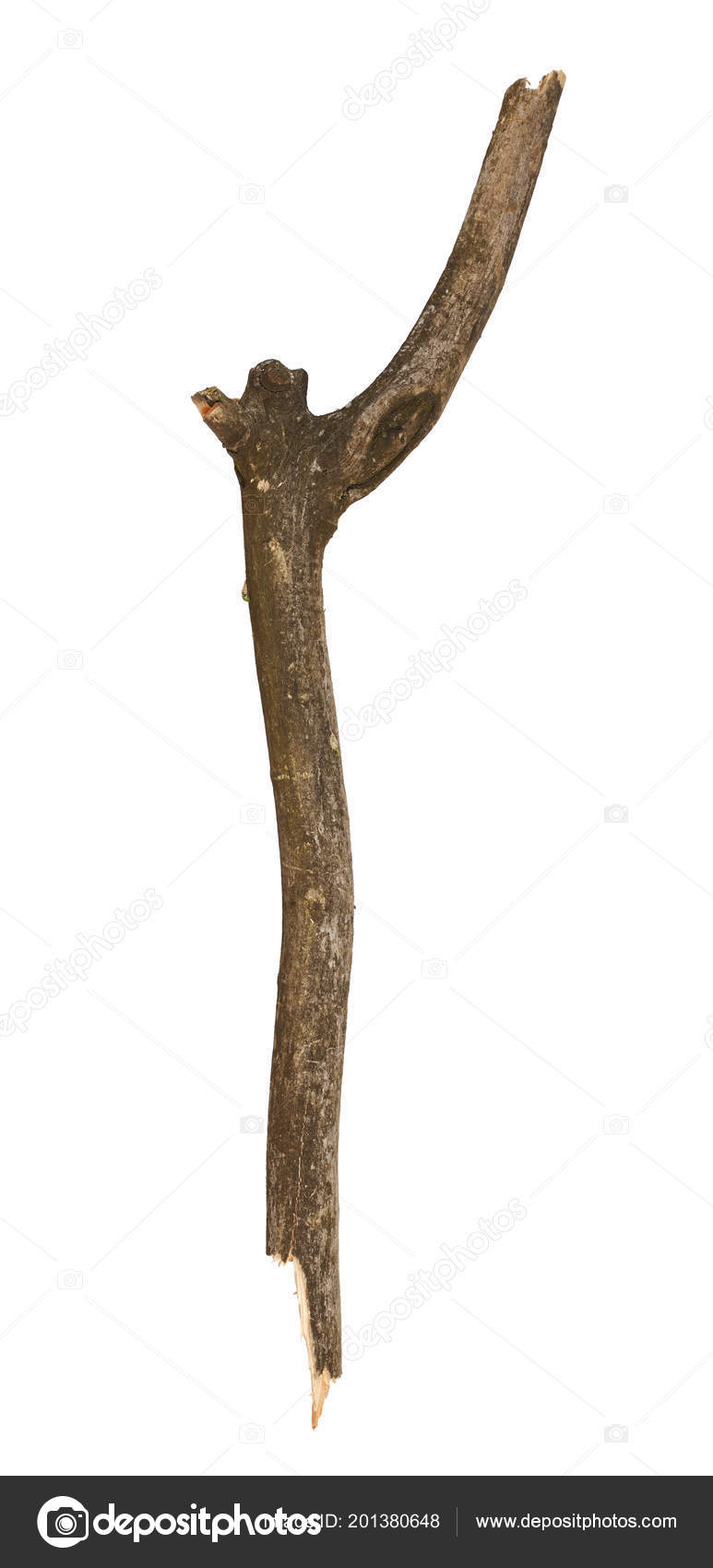 Tree Stick Isolated White Background Stock Photo by ©Nik_Merkulov 201380648