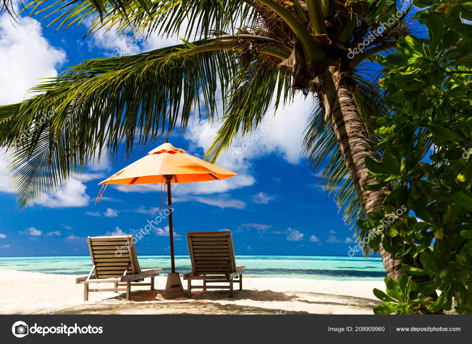 Luxury Summer Vacation Concept Sun Loungers Umbrella Palm Trees Perfect ...