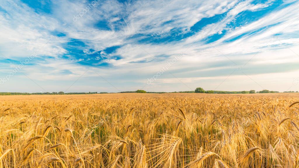 Campo de trigo al atardecer. Cielo dramático y vista infinita del campo ...