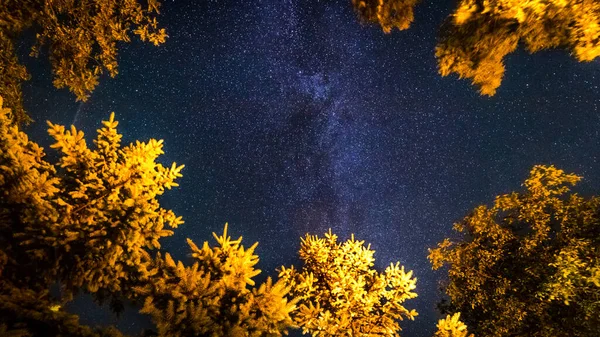 Milky way trees Stock Photos, Royalty Free Milky way trees Images ...