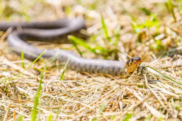 Meadow snake Stock Photos, Royalty Free Meadow snake Images | Depositphotos