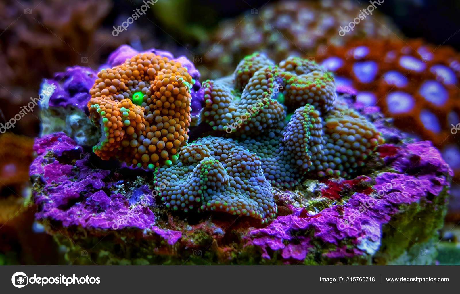 Most Beautiful Corals