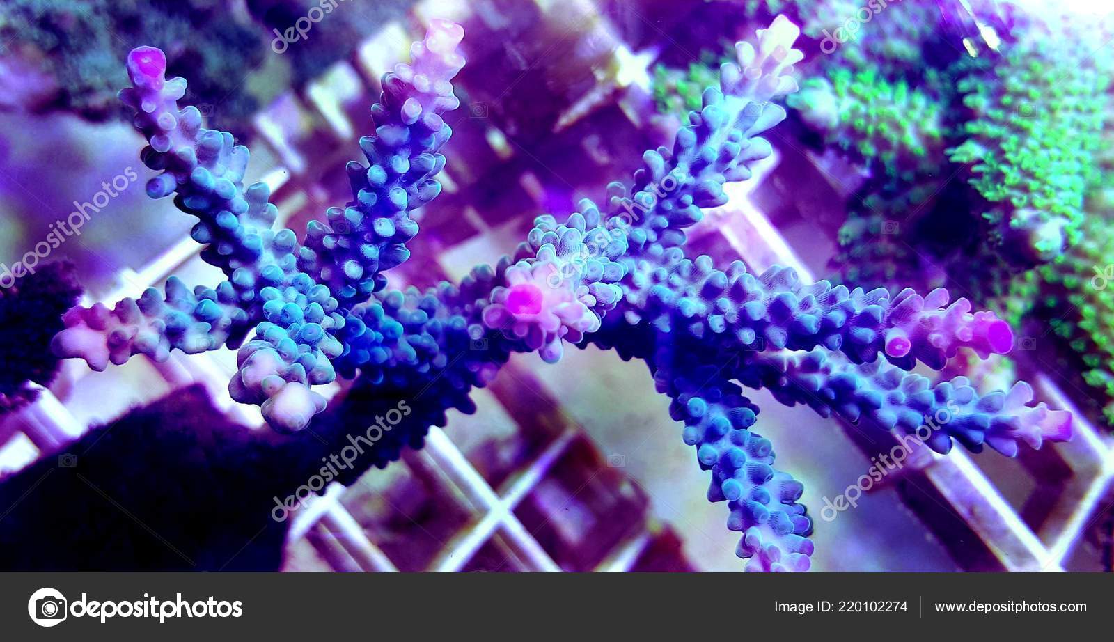 Blue Staghorn Coral