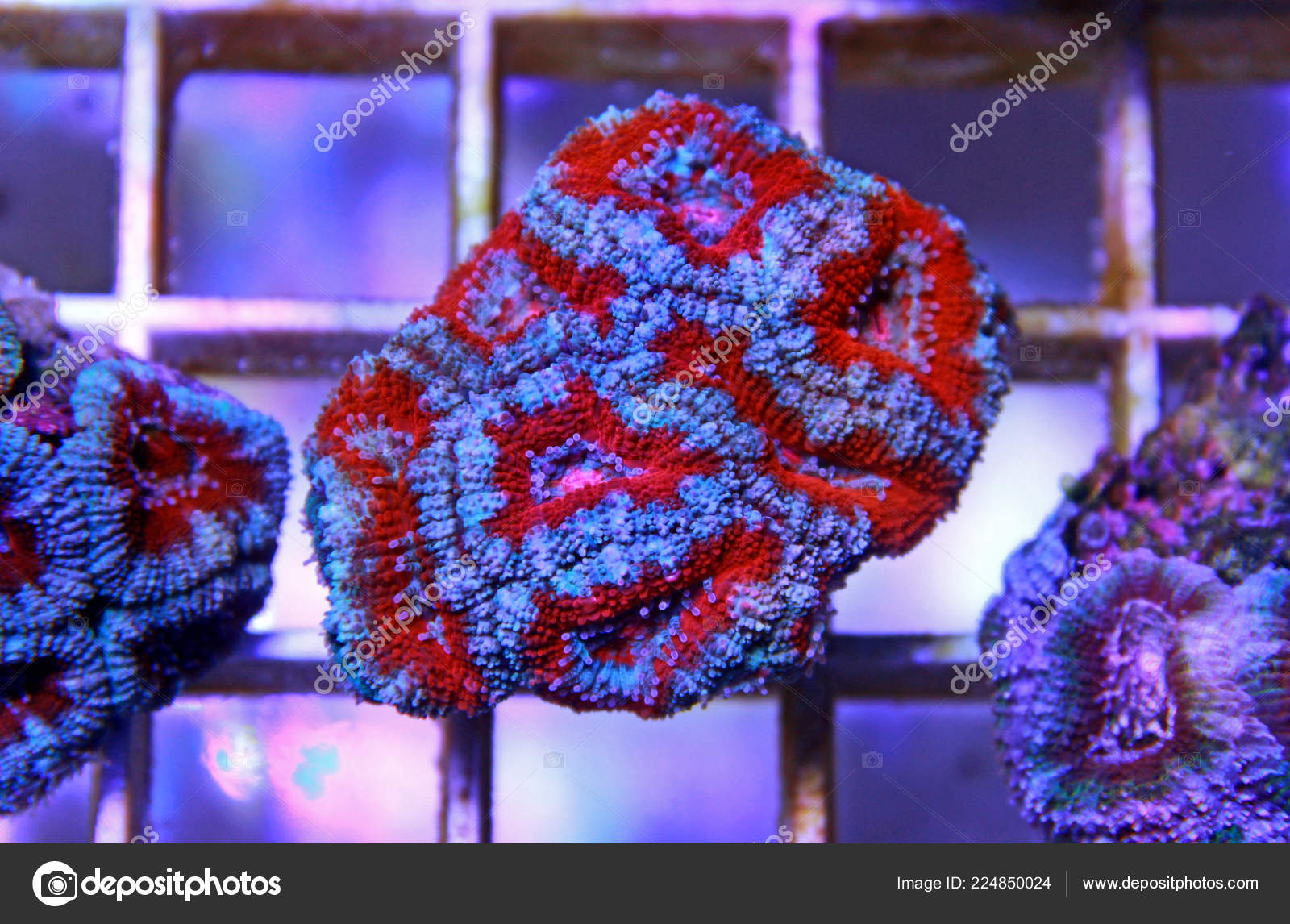 Red Acan Coral