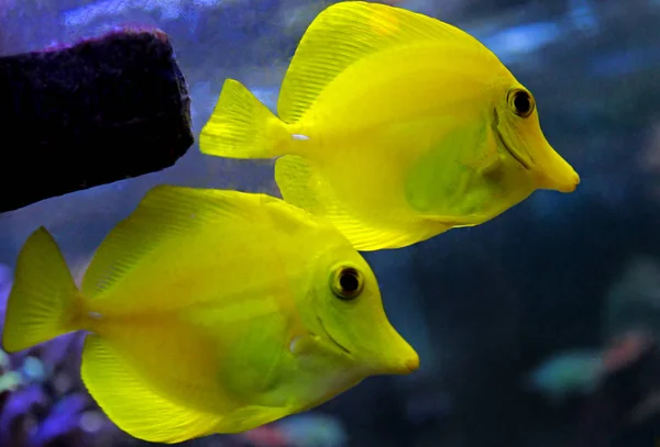 Bright yellow tropical fish — Stock Photo © mdurinik #9283401