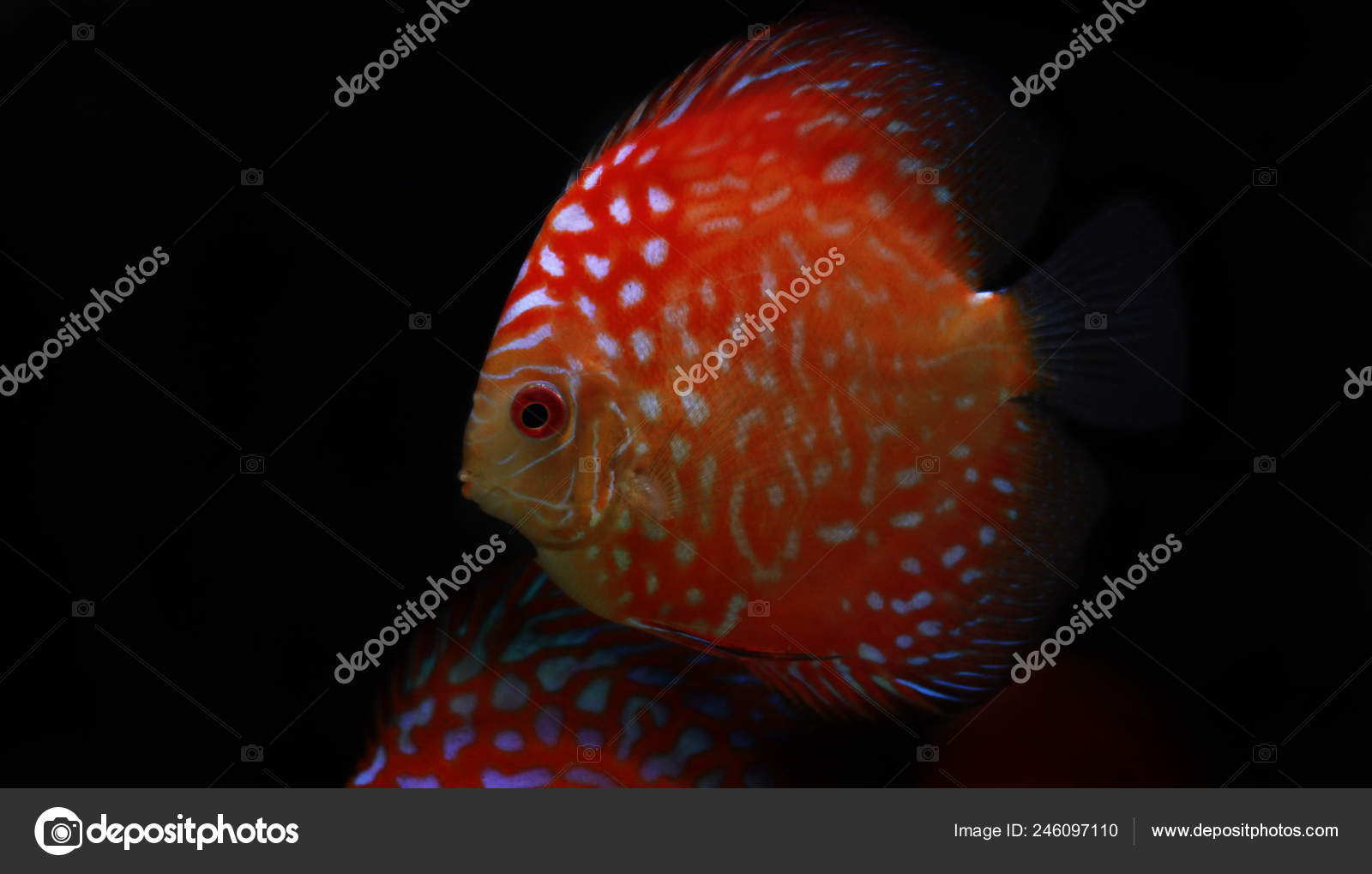 Red Pigeon Discus