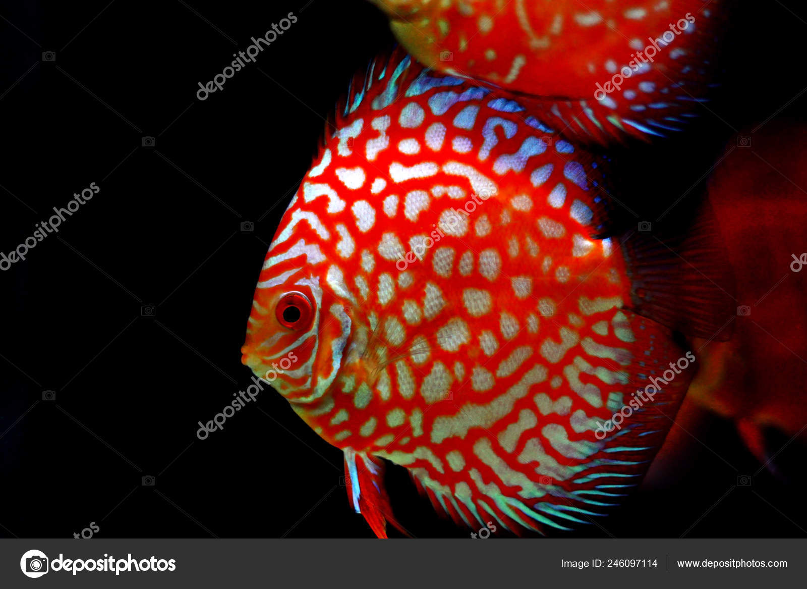 Red Diamond Discus Fish