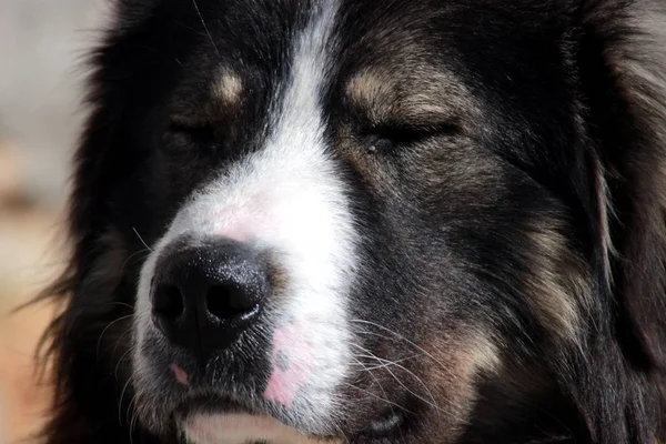 Sharplaninec Macedonian Sheep Dog — Stock Photo © Vojce #246754730
