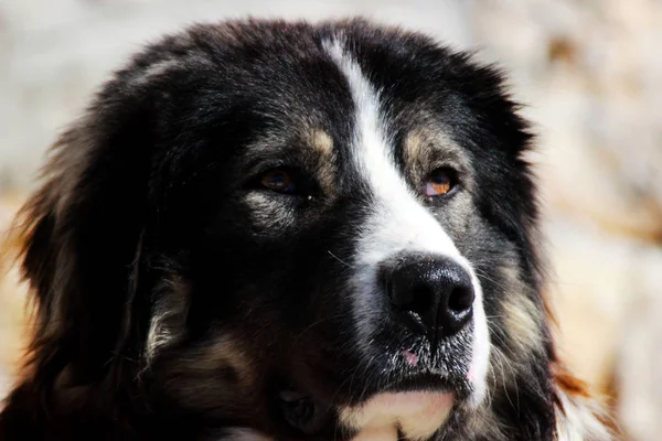 Sharplaninec Macedonian Sheep Dog — Stock Photo © Vojce #246754730