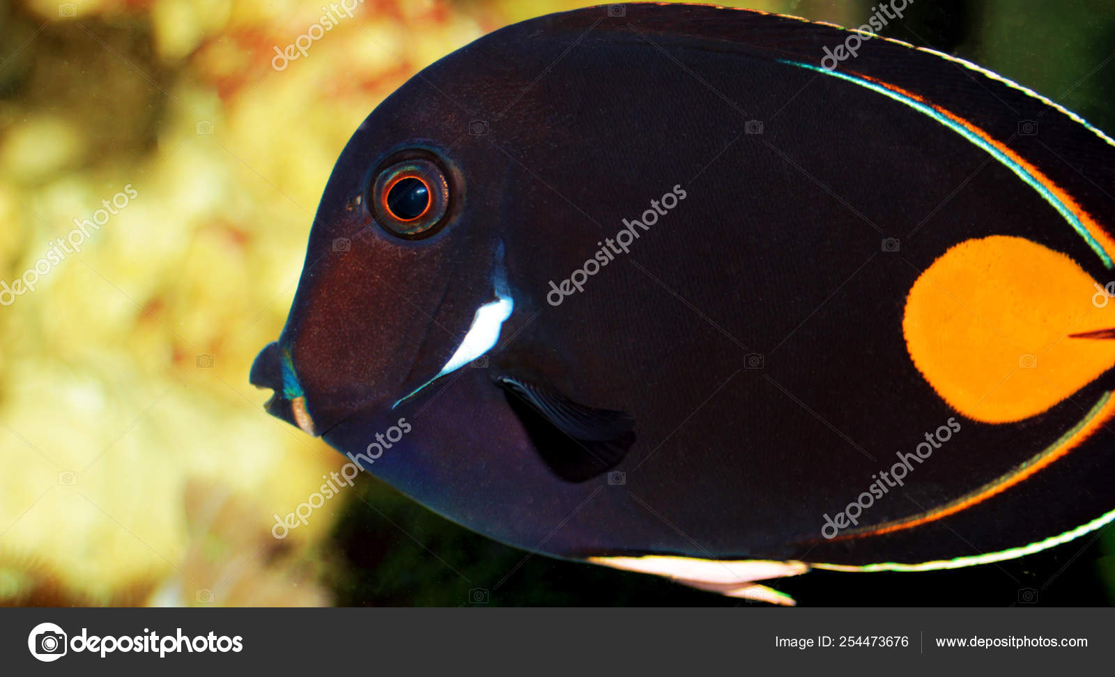 Achilles Surgeon Fish Tang Acanthurus Achilles — Stock Photo © Vojce ...