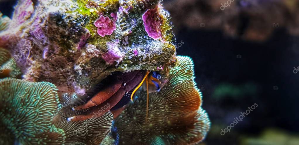 Invertebrados ermitaños de cangrejo en acuario de peces 2023