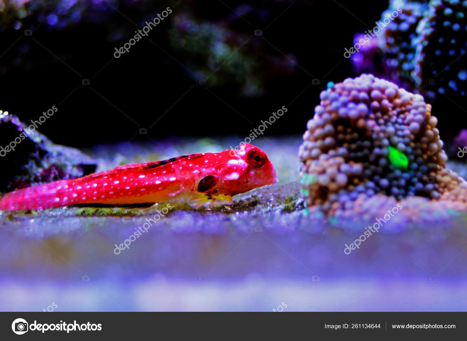 Ruby Red Dragonet Fish Synchiropus Sycorax — Stock Photo © Vojce #261134644