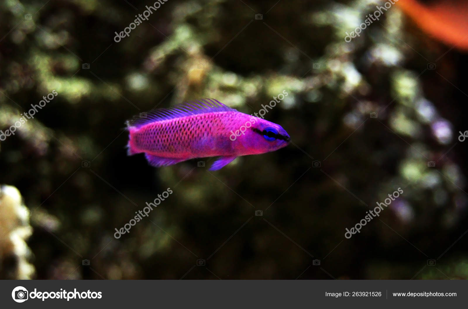 Orchid Dottyback Marine Fish Pseudochromis Fridmani — Stock Photo ...