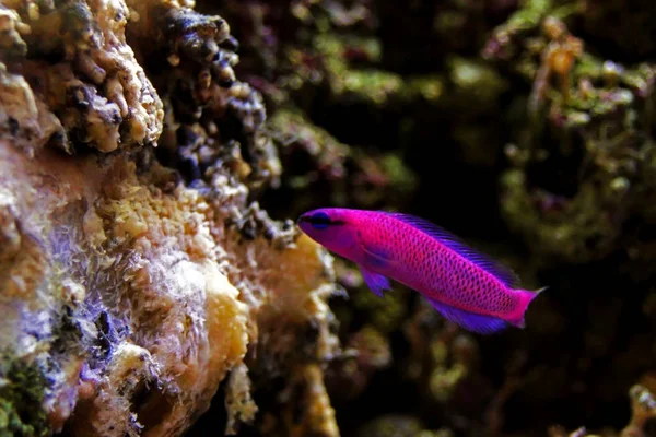 Pink fish Stock Photos, Royalty Free Pink fish Images | Depositphotos