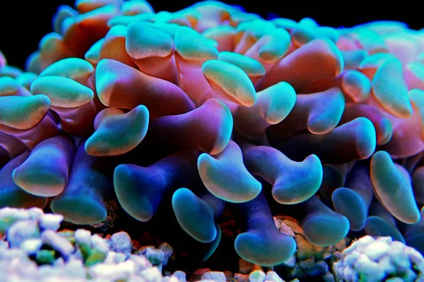 Hammer Aquacultured LPS Coral - (Euphyllia ancora) - Stock Image ...