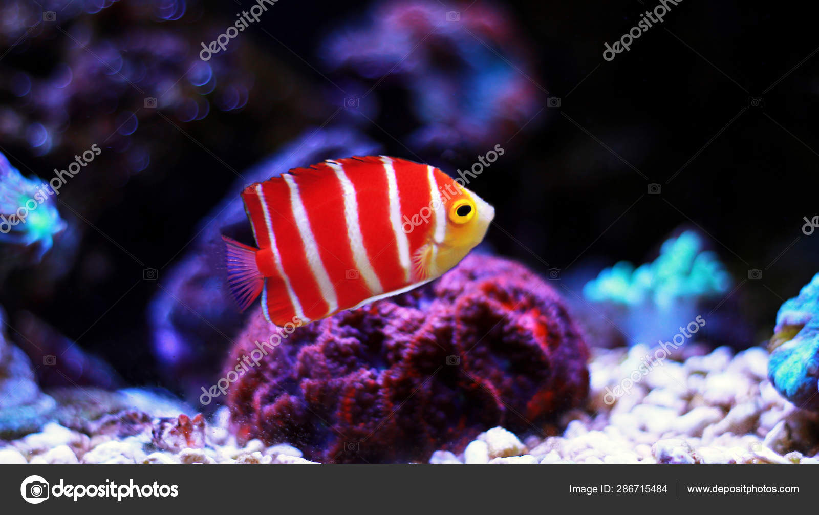 Peppermint Angelfish
