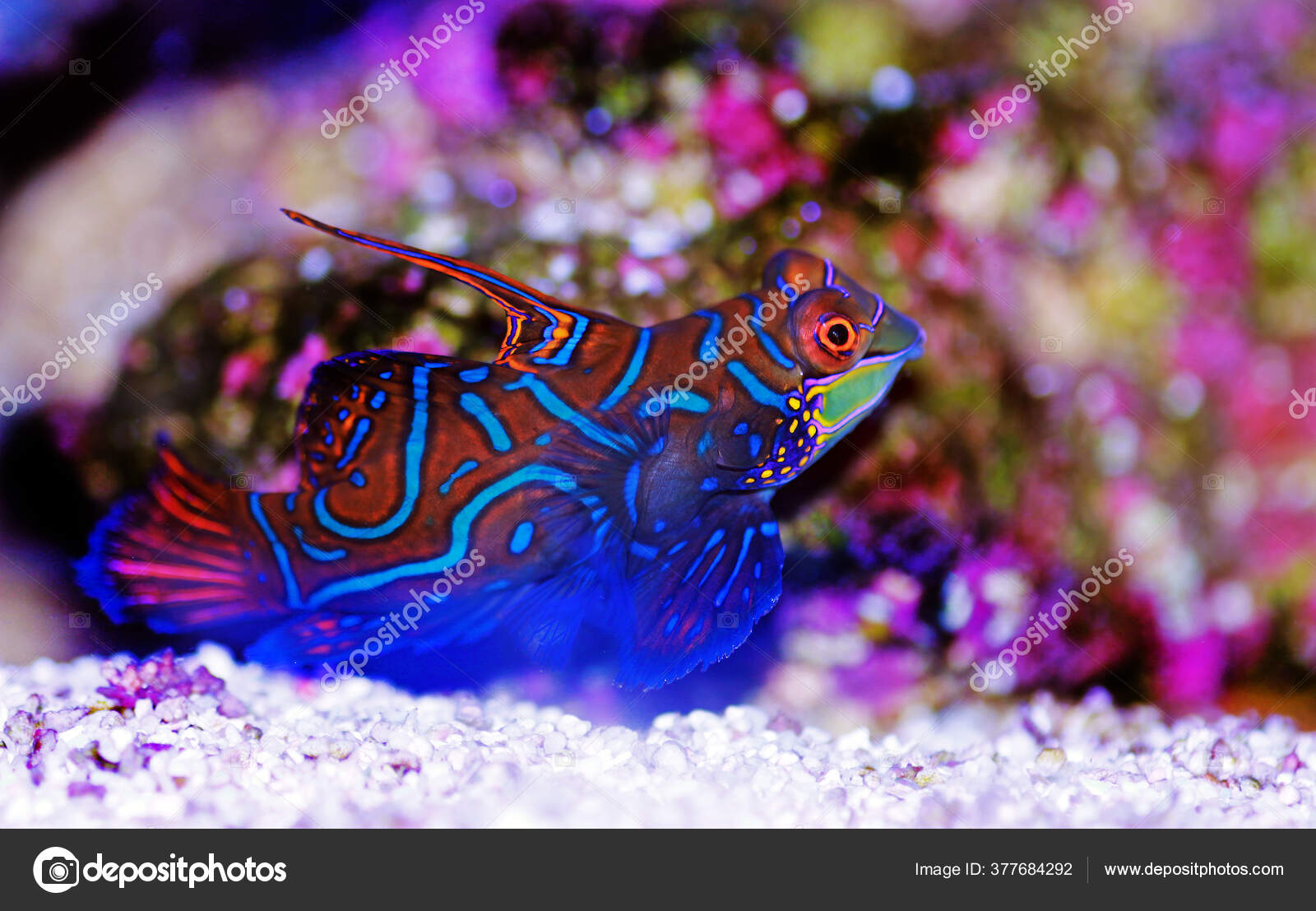 Colorful Saltwater Fish