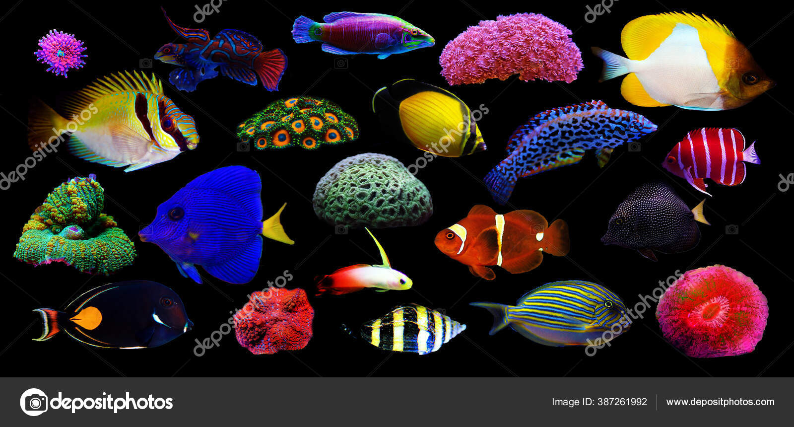 Invertebrates Fish