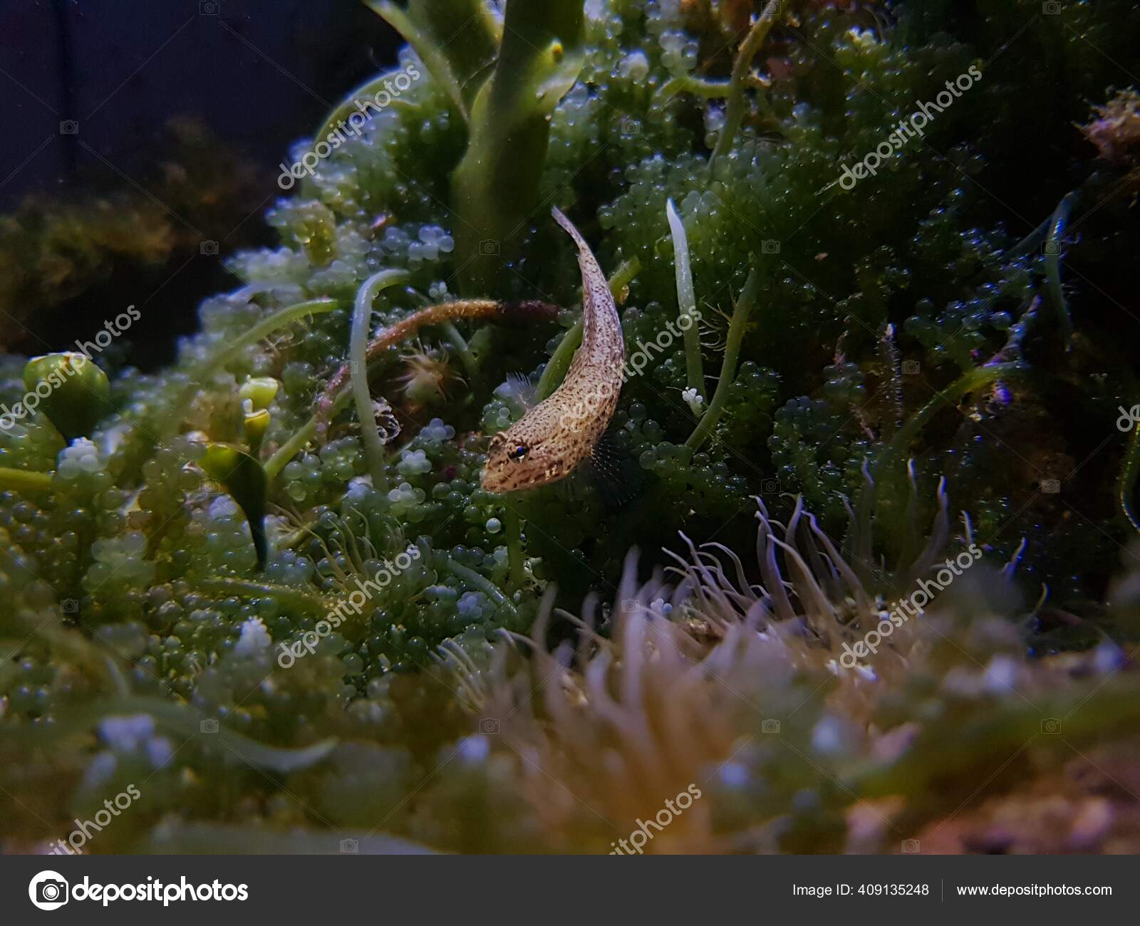 Bucchich's Mediterranean Sea Goby Fish Gobius Bucchichi — Stock Photo ...