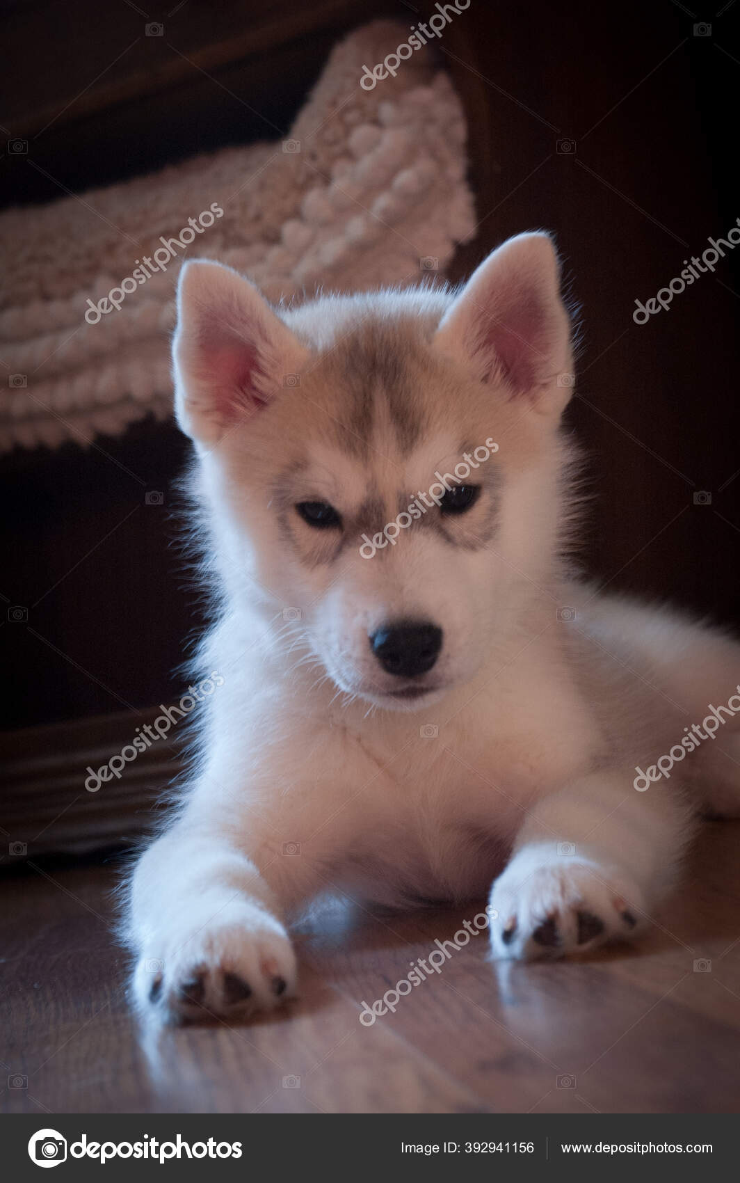 Grey Sunny Dog Looking Front Brown Blurred Background — Stock Photo ...