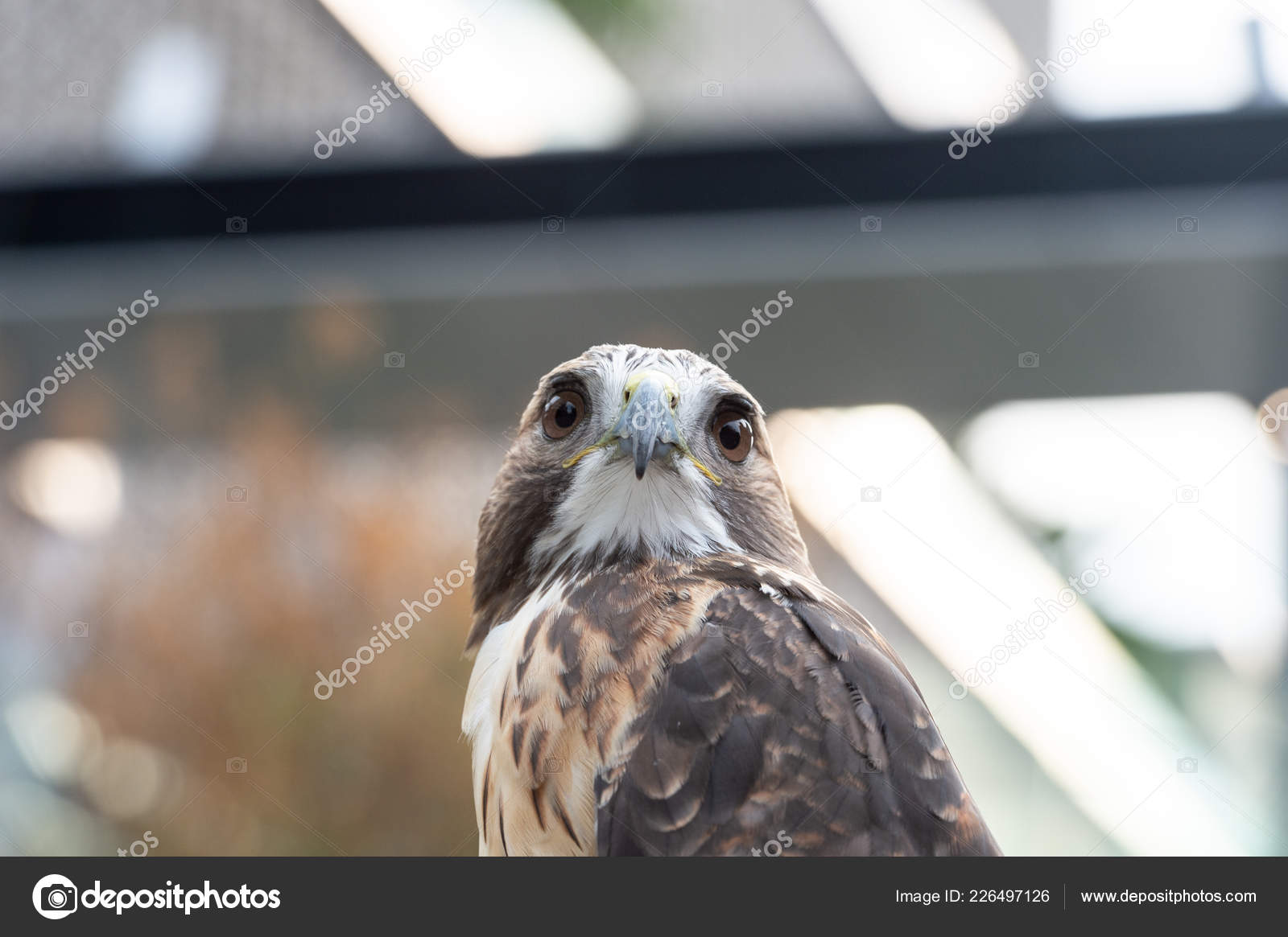 Hawk Straight Face Expression Eye — Stock Photo © robbin0919@gmail.com ...