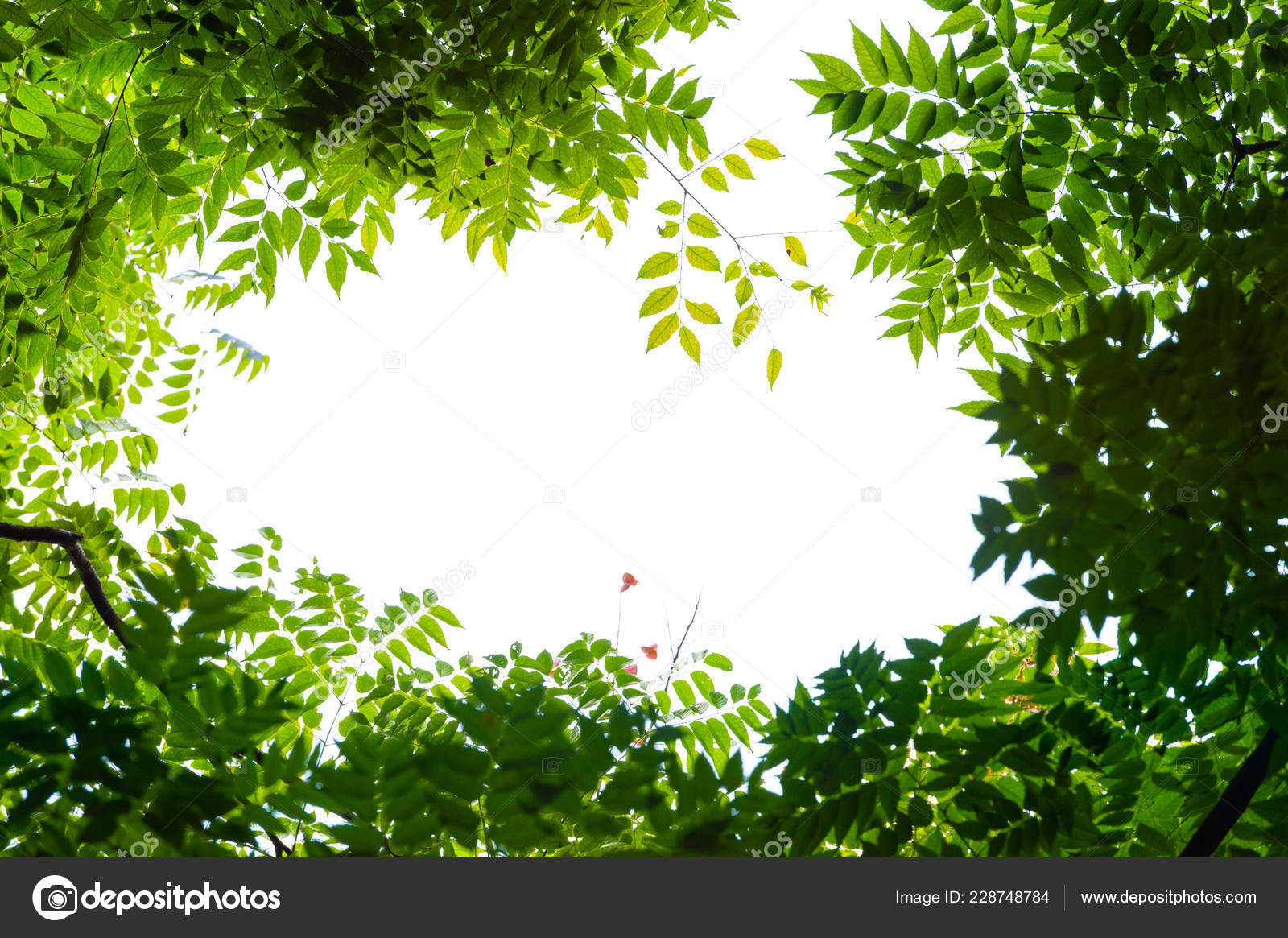 Top View Tree Branch Blue Sky Stock Photo by ©robbin0919@gmail.com ...