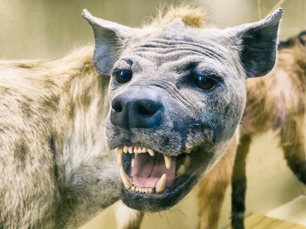 Animal evil Images - Search Images on Everypixel