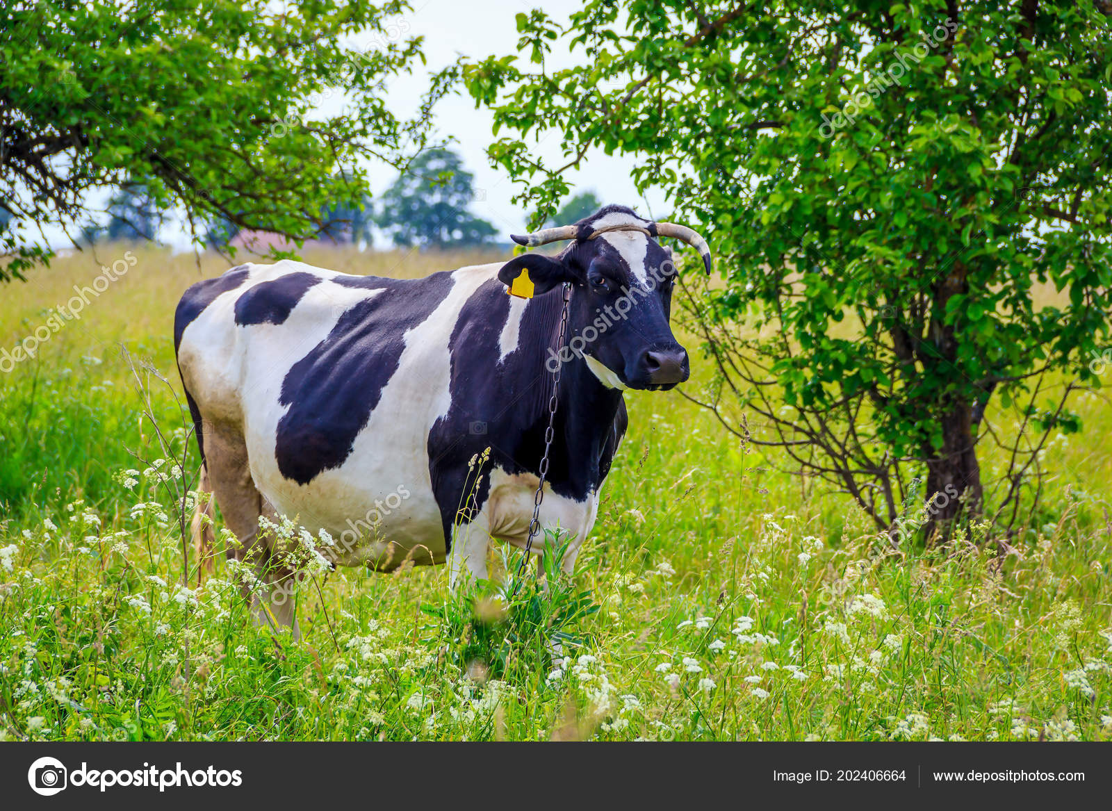 Cow Grazing Field Grass — Stock Photo © alenka2194 #202406664
