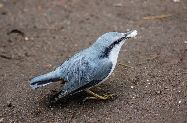 Insect eating bird Stock Photos, Royalty Free Insect eating bird Images ...