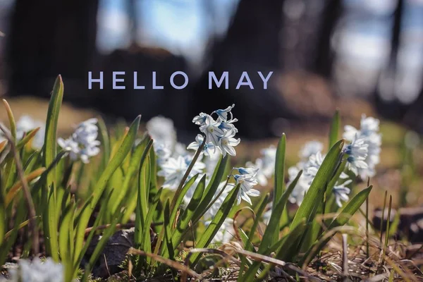 Hello may Images - Search Images on Everypixel