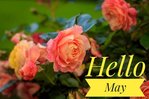 Welcome may Stock Photos, Royalty Free Welcome may Images | Depositphotos