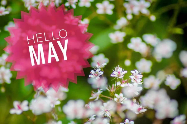 Banner Hello May. Greeting the new month. Picture with flowers. Text on ...