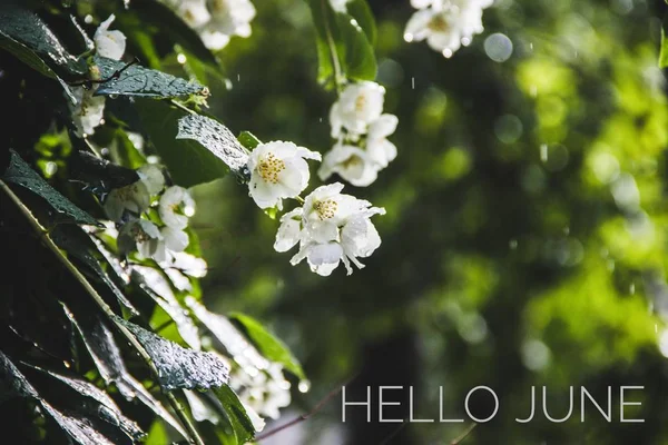 Hello june Stock Photos, Royalty Free Hello june Images | Depositphotos