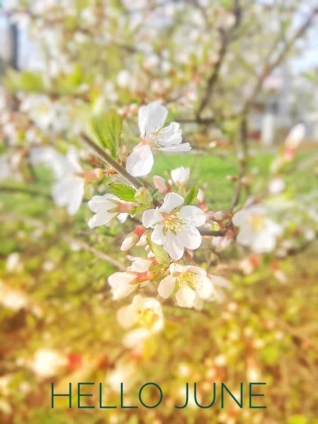 Hello june Stock Photos, Royalty Free Hello june Images | Depositphotos