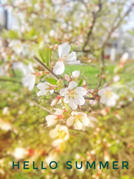 Hello june summer Stock Photos, Royalty Free Hello june summer Images ...