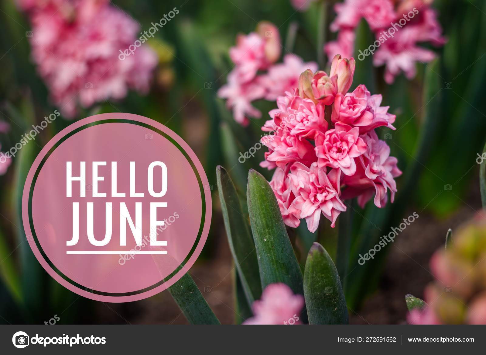 Hello June Facebook Cover