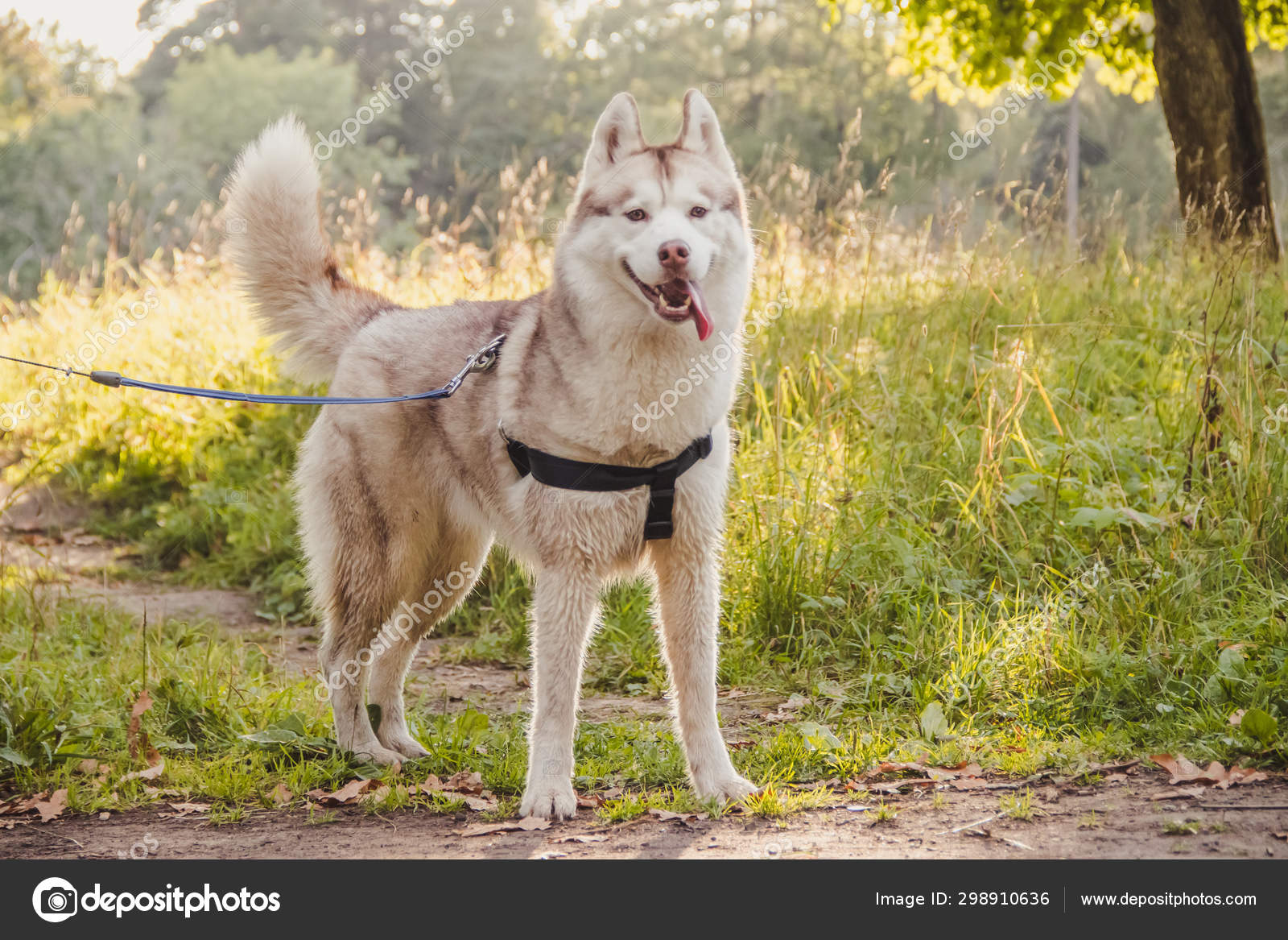 Light Husky