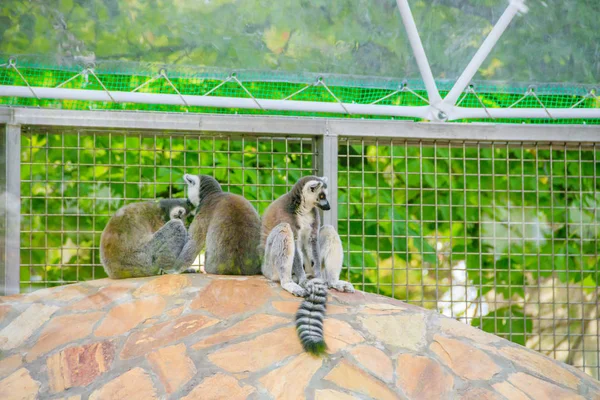 Zoo railing Stock Photos, Royalty Free Zoo railing Images | Depositphotos