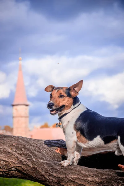 Pastor jack russell fotos de stock, imágenes de Pastor jack russell sin ...