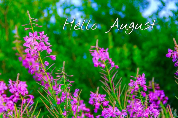 Hello augusztus Stock fotók, Hello augusztus Jogdíjmentes képek ...