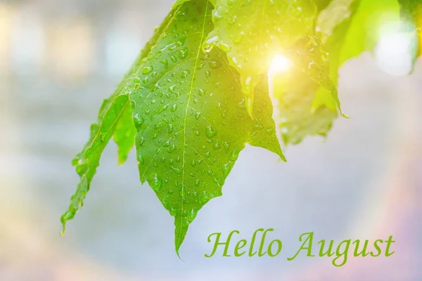 Hello augusztus Stock fotók, Hello augusztus Jogdíjmentes képek ...